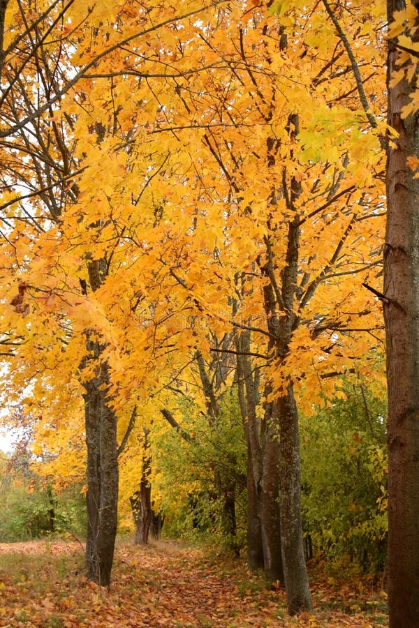 Autumn Park with Yellow Trees Along the Path Stock Photo - Image of ...