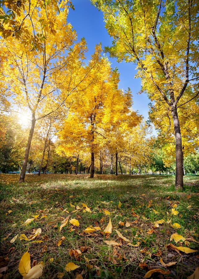 Autumn in the park stock image. Image of golden, evening - 45170421