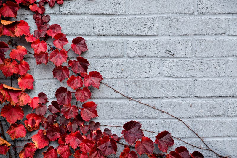 Autumn Partial Border Design - Rode Druivenbladeren Stock Foto - Image ...