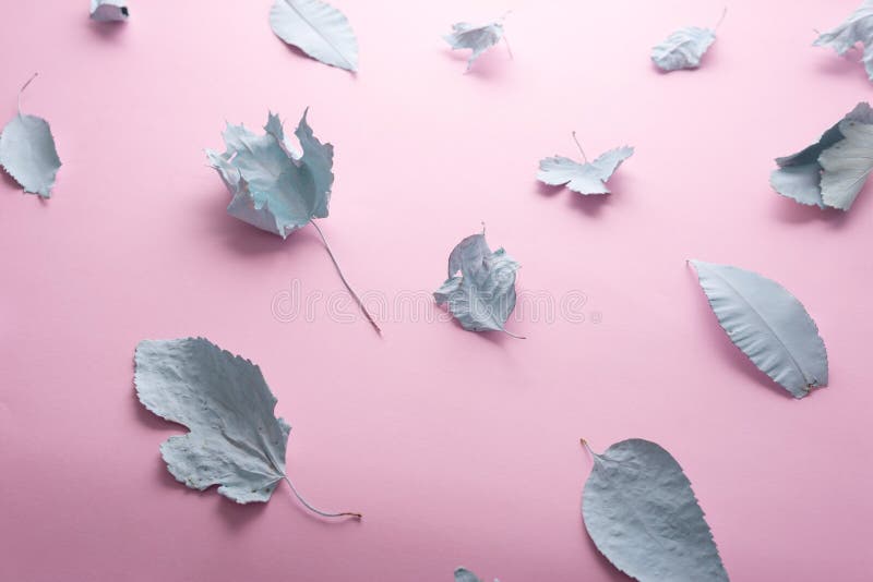 Autumn Pastel Background Blue Leaves in Paint on a Pink Background ...