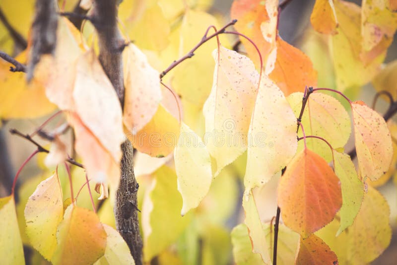 Autumn Pastel Leaves Background Stock Image - Image of pattern ...