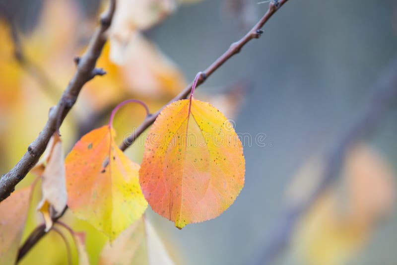 Autumn Pastel Leaves Background Stock Image - Image of colorful, layout ...