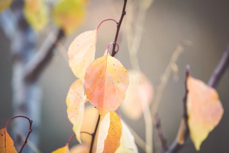 Autumn Pastel Leaves Background Stock Image - Image of background ...