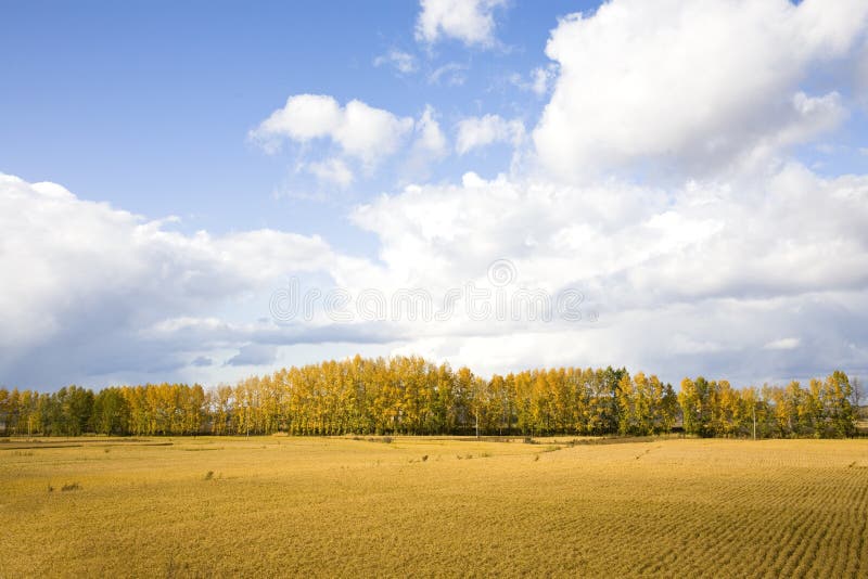 Autumn pasture stock image. Image of grain, field, gold - 11414721