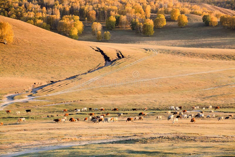 Autumn pasture stock image. Image of dusk, animal, environment - 21457637