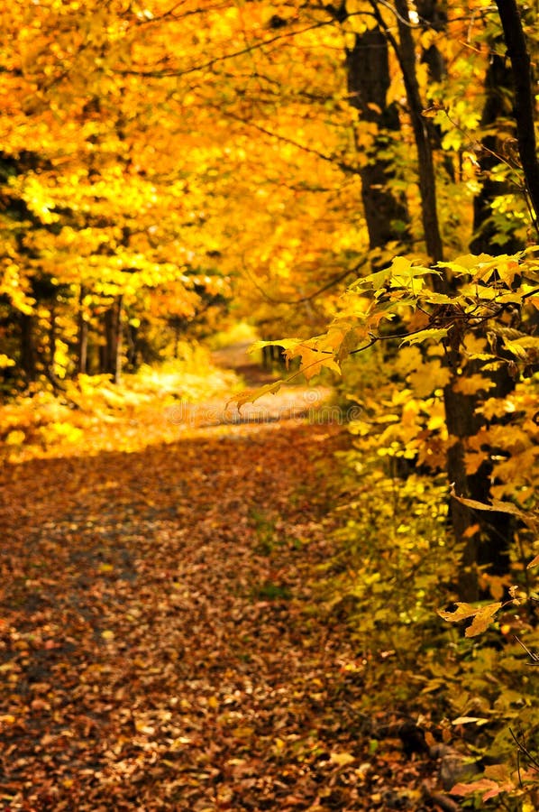 Autumn path stock photo. Image of tree, forest, foliage - 18996912