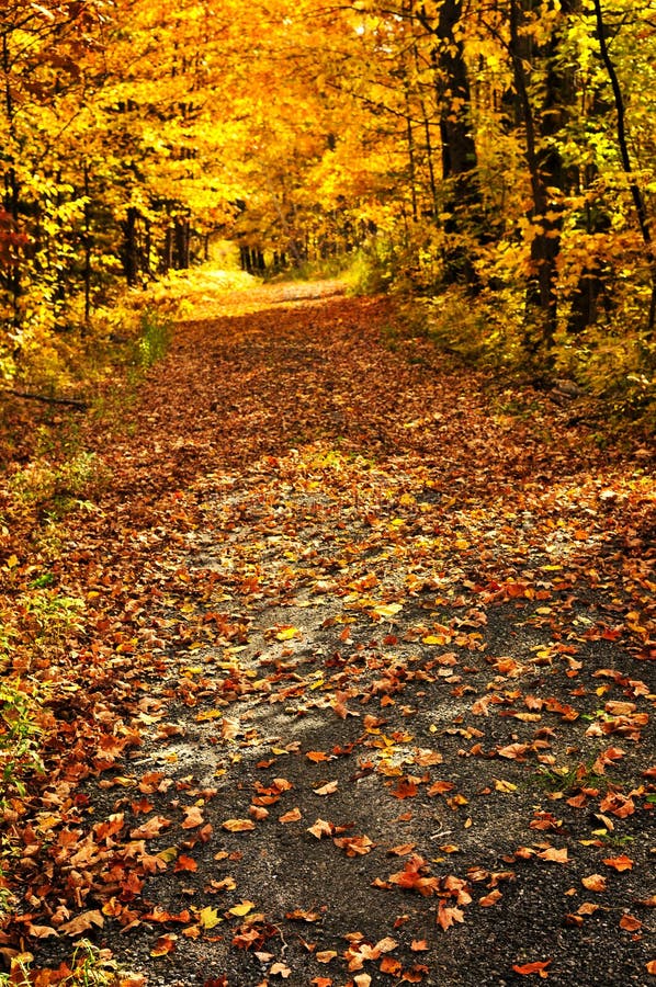 Autumn path stock photo. Image of natural, park, mixed - 10565840