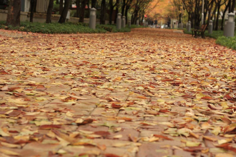Autumn Path stock image. Image of enchanted, november - 11735235