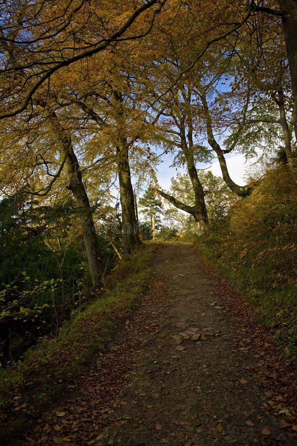 Autumn path stock photo. Image of dene, fallen, fall - 12766986