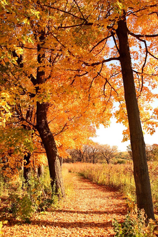 Fall alley stock image. Image of vibrant, gate, ground - 6090925