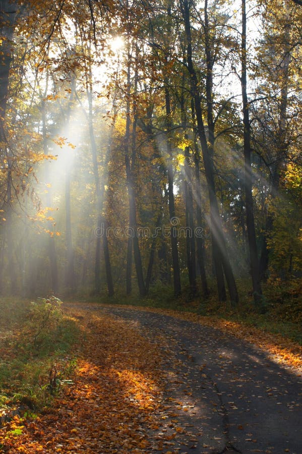 Autumn path stock image. Image of beam, sunny, tree, shine - 14651775