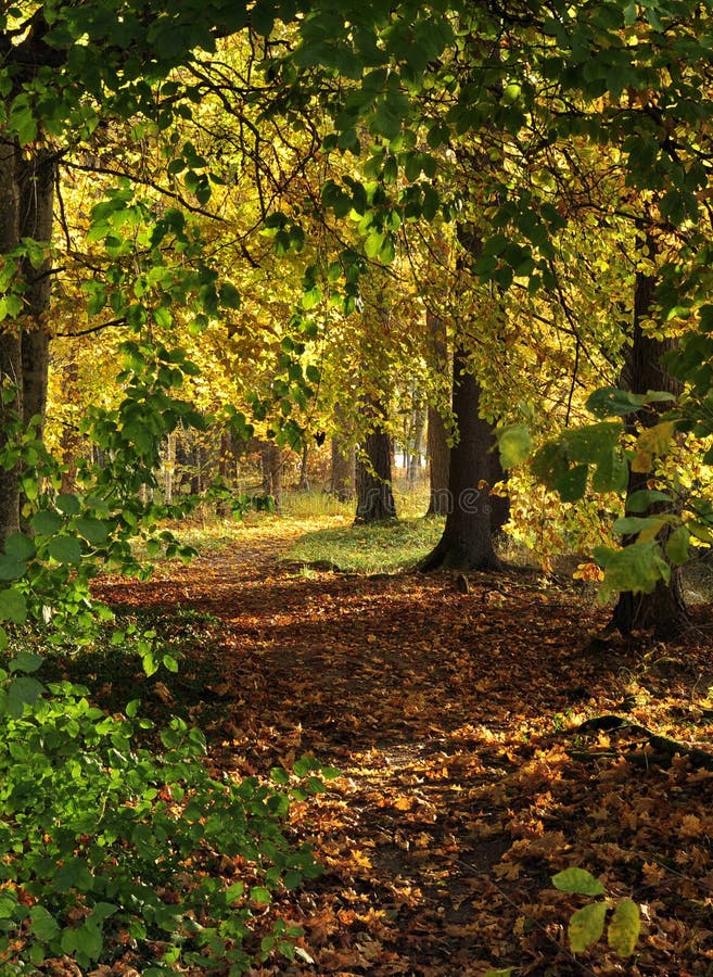 Autumn path stock photo. Image of beauty, autumnal, leafs - 16503082
