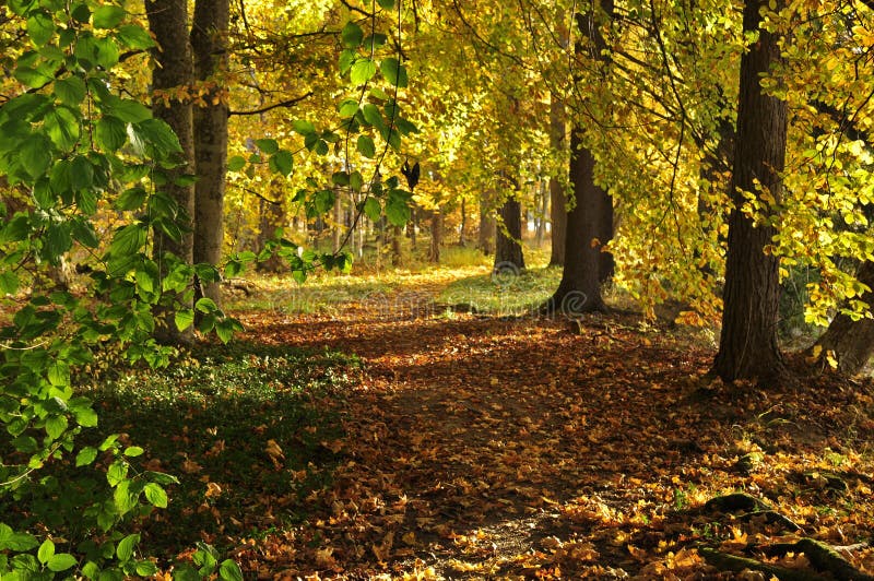 Autumn Fall Forest Landscape Magic Book Pages Stock Image - Image of ...