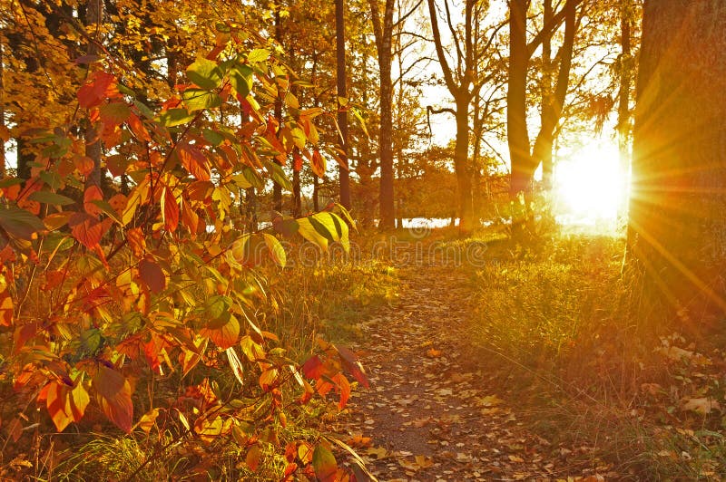 Autumn path stock image. Image of fall, autumn, sunny - 16635853