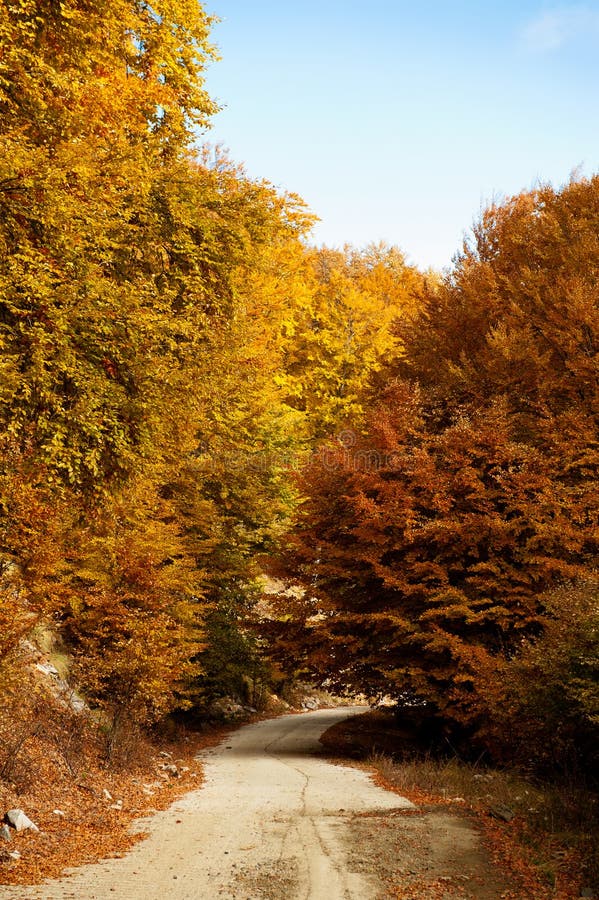 Autumn path stock photo. Image of tree, forest, foliage - 18996912