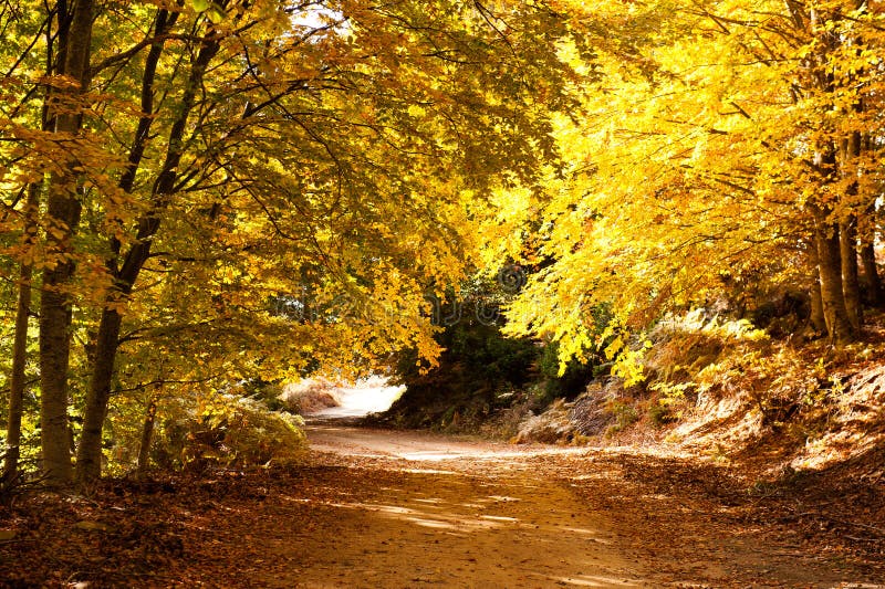 Autumn path stock photo. Image of leaves, canopy, october - 6947536