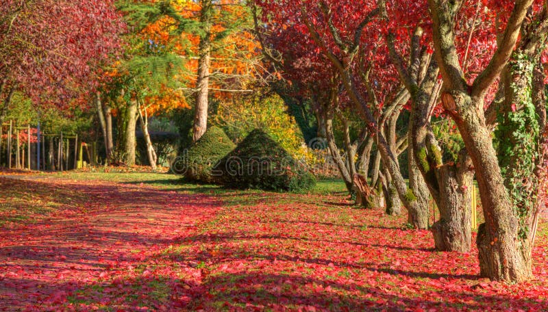 Autumn path stock photo. Image of background, season - 22883624