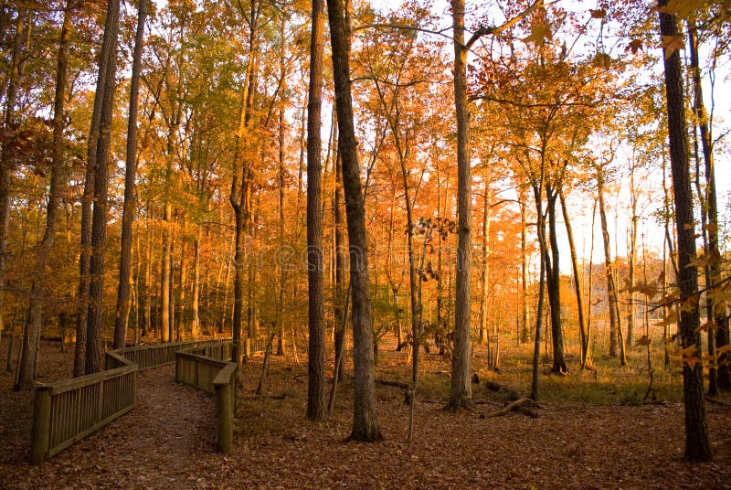 Autumn Path stock photo. Image of leaves, autumn, woods - 24888422