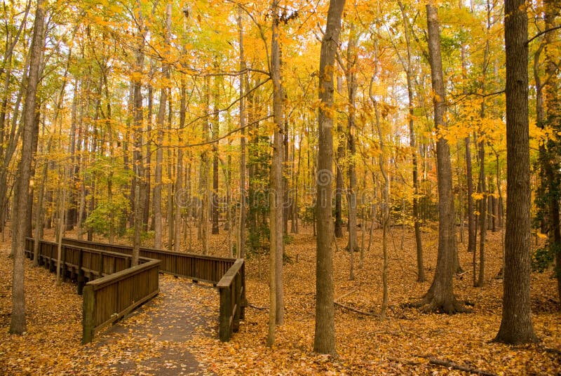 Fork in the Road stock image. Image of cool, spring, timber - 15055611