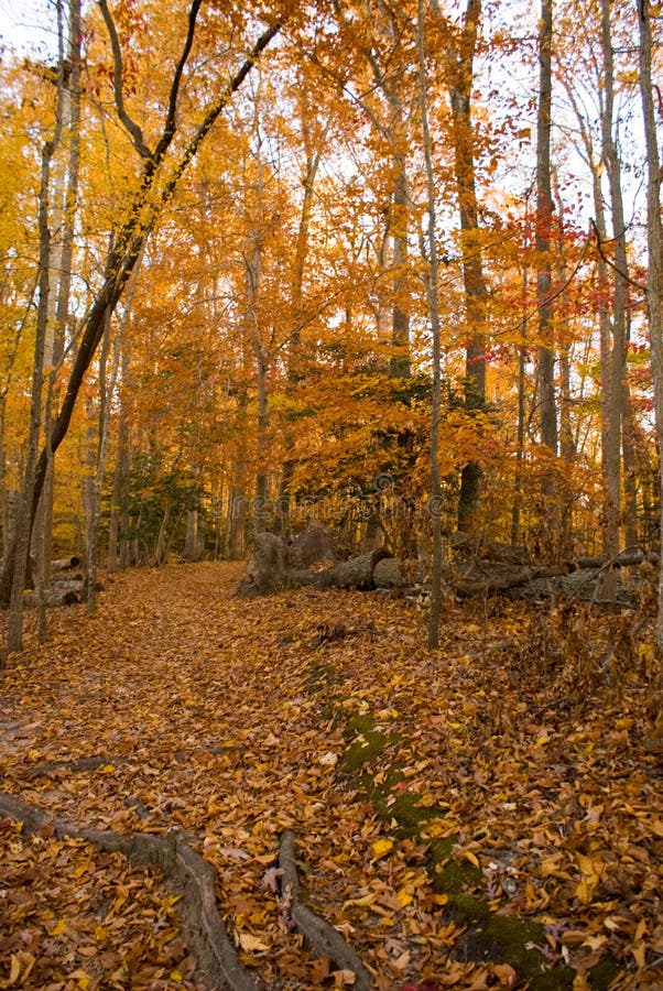 Autumn Path stock image. Image of autumn, path, fall - 25045967