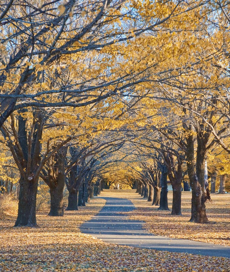 Fork in the Road stock image. Image of cool, spring, timber - 15055611