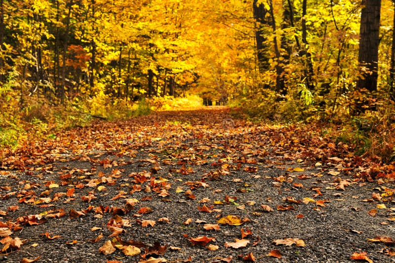 Autumn Lane stock photo. Image of curve, lane, season, drive - 267724