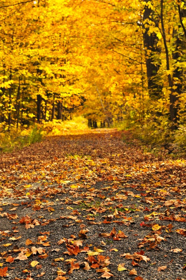 Autumn path stock photo. Image of natural, park, mixed - 10565840