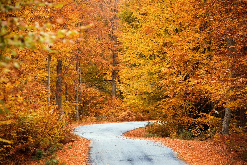 Autumn Path Across the Woods Stock Photo - Image of mist, forest: 27918222