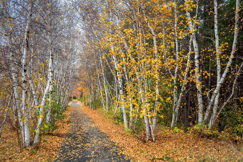 Autumn Path of Birch and Aspen Stock Photo - Image of aspen, trees ...