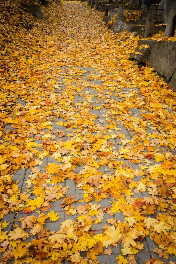 Autumn path stock image. Image of forest, fall, footpath - 38813255