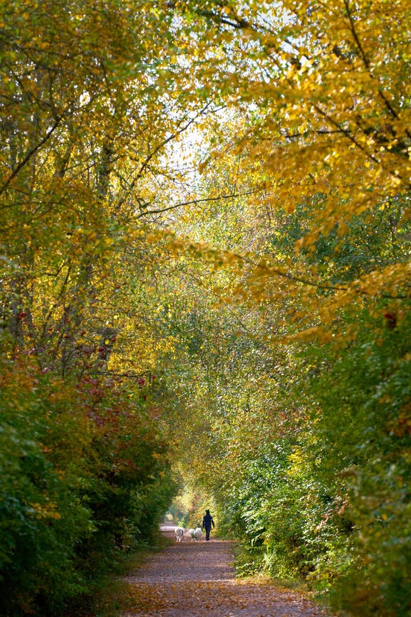 Autumn Path Deciduous Forest Editorial Stock Image - Image of autumn ...