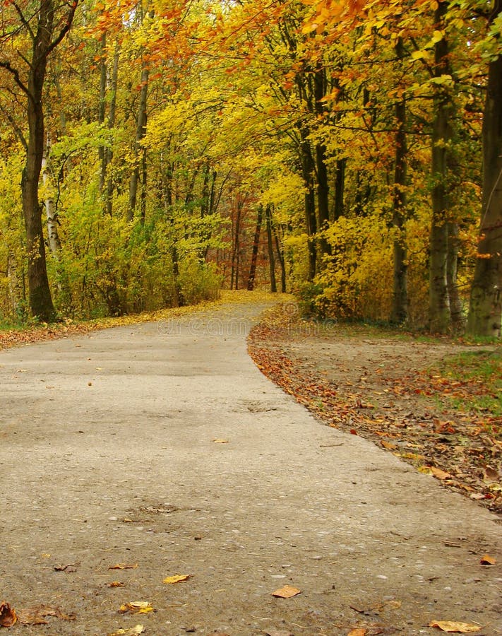 Autumn Path into the Forest Stock Image - Image of season, outdoors ...