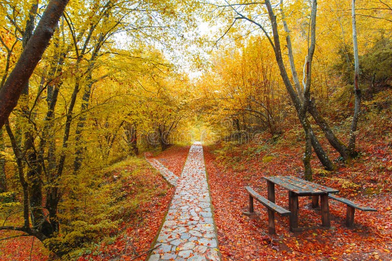 620 Autumnal Forest Bridge Scene Stock Photos - Free & Royalty-Free ...