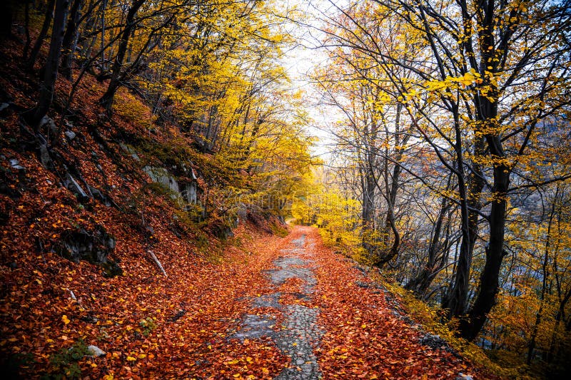 Autumn Path through Forest stock photo. Image of landscape - 337048676