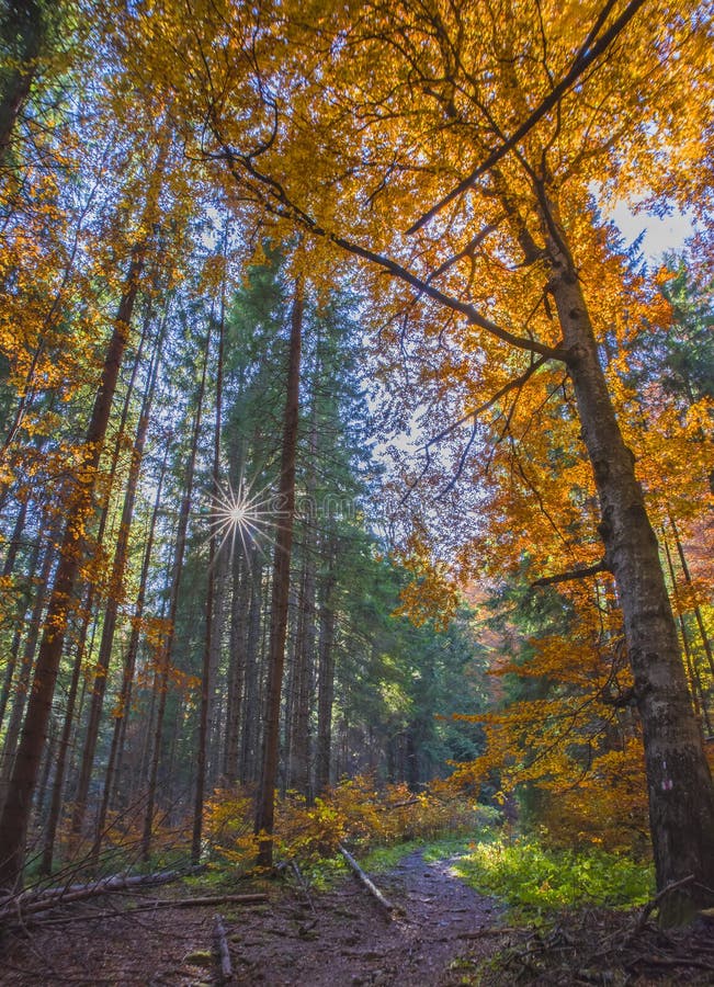 Autumn path in the forest stock image. Image of abstract - 163738221