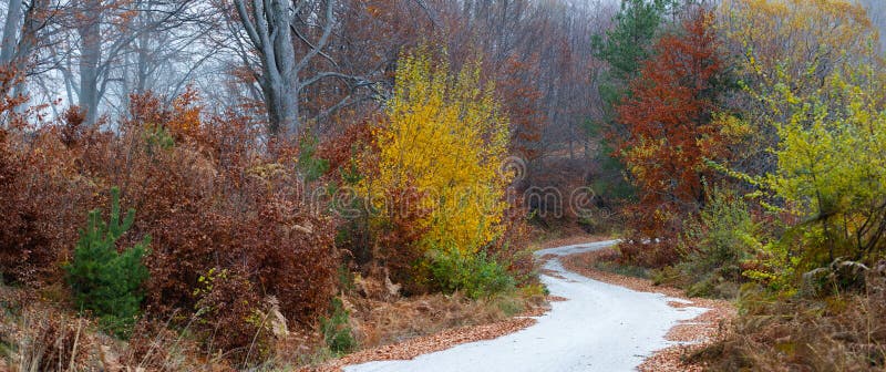 Autumn path stock photo. Image of leaves, canopy, october - 6947536