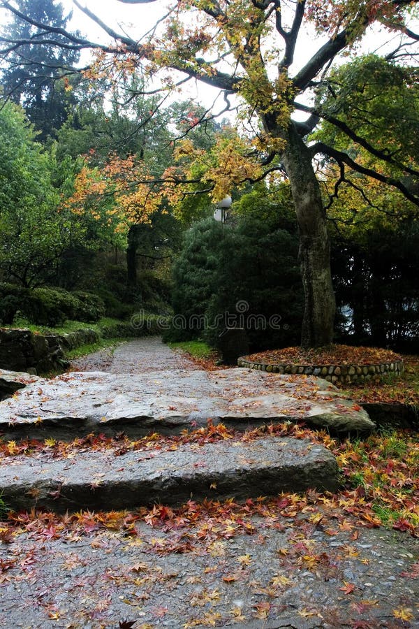 Pathway Between Red Leaf Trees Picture. Image: 109926000
