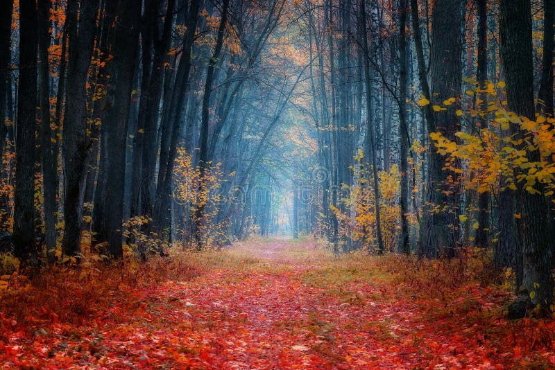 Autumn path stock image. Image of depressed, timber, pathway - 52225235