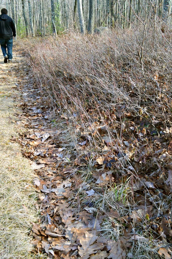 Autumn path editorial stock image. Image of fall, forest - 87164124