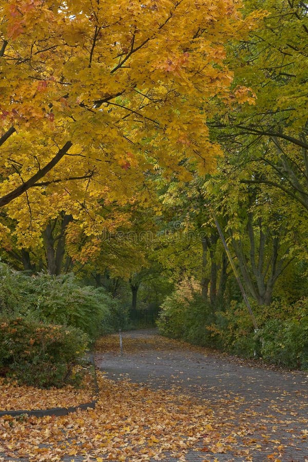 Autumn Path with Leaf Litter. Stock Image - Image of park, contrasting ...