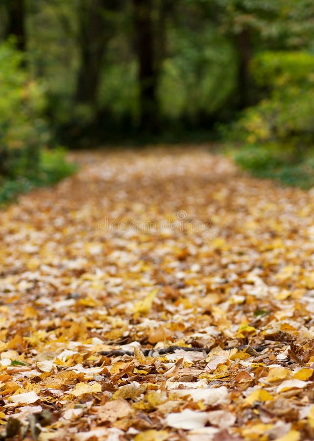 Autumn path stock photo. Image of leaf, fresh, landscape - 35231050