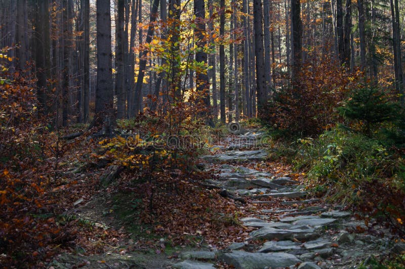 Autumn Path Paved with Stone Stock Image - Image of forest, november ...