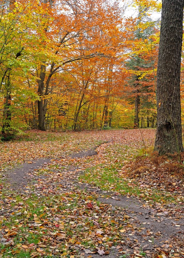 Hiking Path through the Woods Stock Image - Image of forest, leaves ...