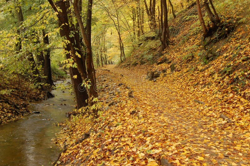 Autumn Path With Stream Picture. Image: 3570796