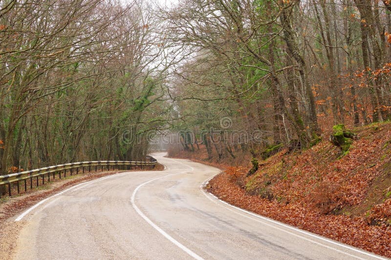Autumn Path Winding through the Woods Stock Photo - Image of autumn ...