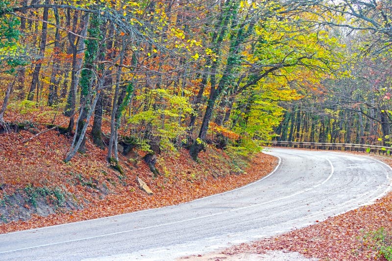 Autumn Path Winding through the Woods Stock Image - Image of land, tree ...