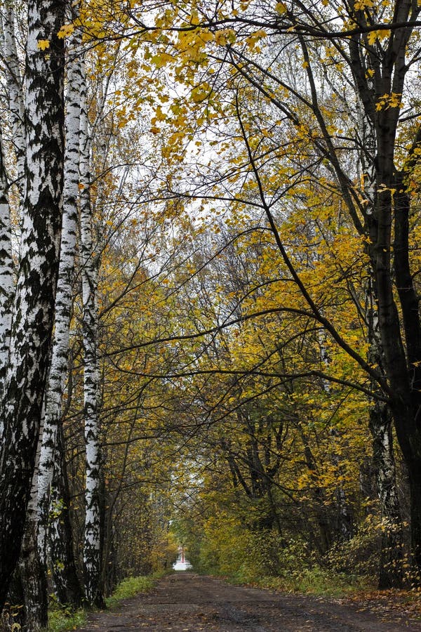 Autumn path in the wood stock image. Image of grove, forest - 27122361