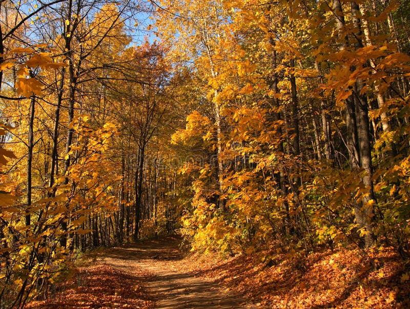 Autumn path in wood. stock image. Image of foliage, tree - 4297327
