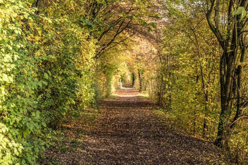 Autumn path in the woods. stock photo. Image of lane - 83776588