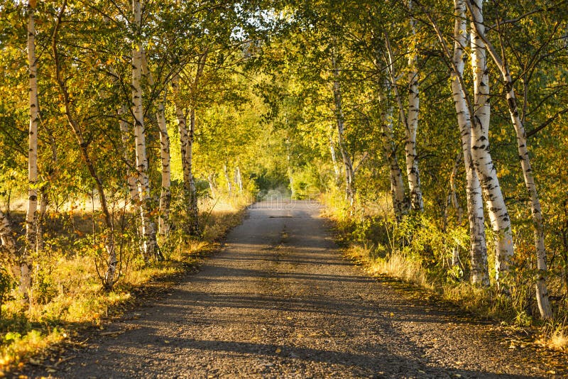 Autumn path in the woods stock image. Image of golden - 196497759